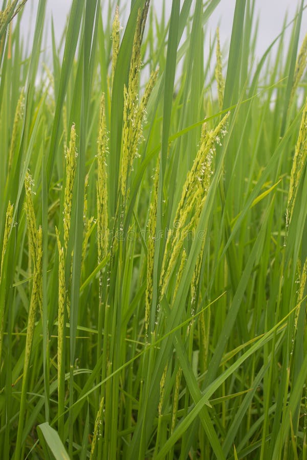 Rice Grown in the Green Fields Stock Photo - Image of grange, field ...