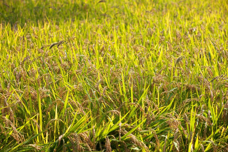 Rice Grown in a Large Area and about To Mature Stock Photo - Image of ...