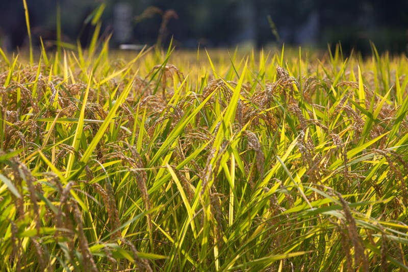 Rice Grown in a Large Area and about To Mature Stock Image - Image of ...