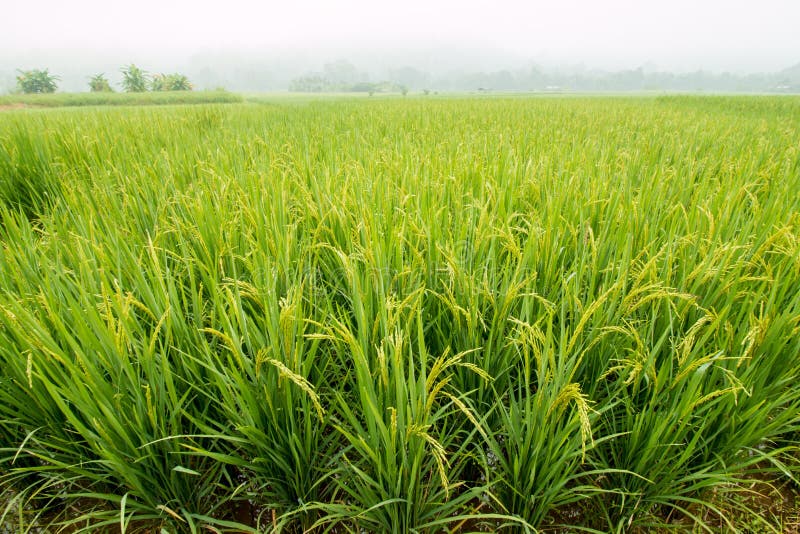 Rice grown ripe harvest stock image. Image of close, grow - 62001589