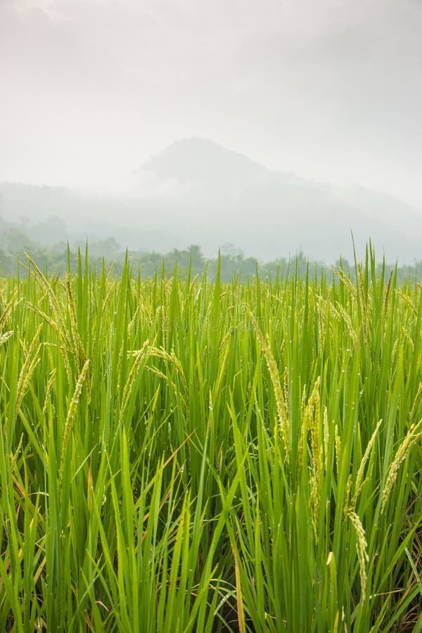 Rice grown ripe harvest stock photo. Image of nature - 45255304