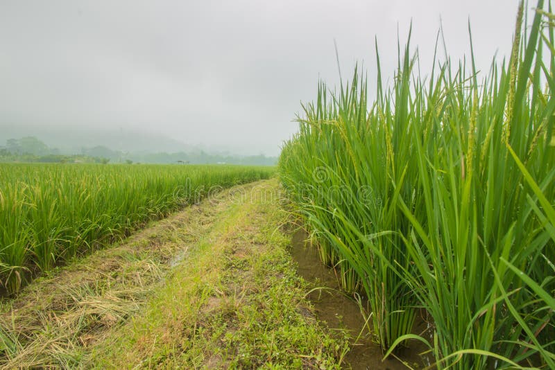 Rice grown ripe harvest stock photo. Image of grain, cultivate - 62002430