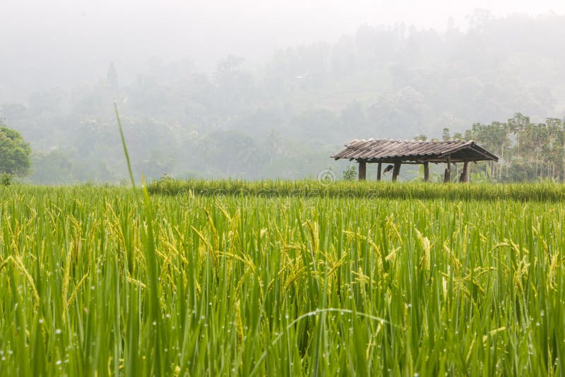 Rice grown ripe harvest stock photo. Image of nature - 45255304
