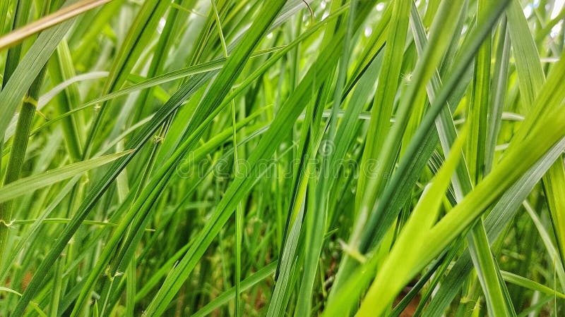 Rice Grows Healthy with Green Leaves Stock Photo - Image of produce ...
