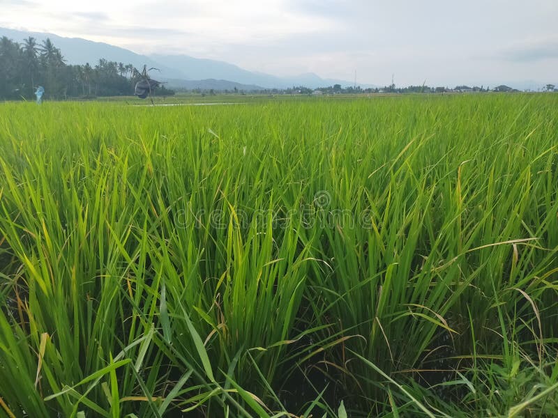 Rice that Grows Lush and Healthy Stock Photo - Image of rice, grows ...