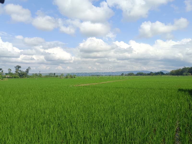 Summer Rice in Indonesian Village Stock Photo - Image of summer, rice ...