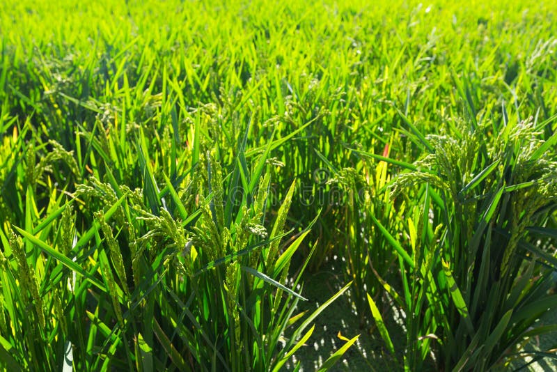 Rice grows in sunny day stock photo. Image of backgrounds - 49194542