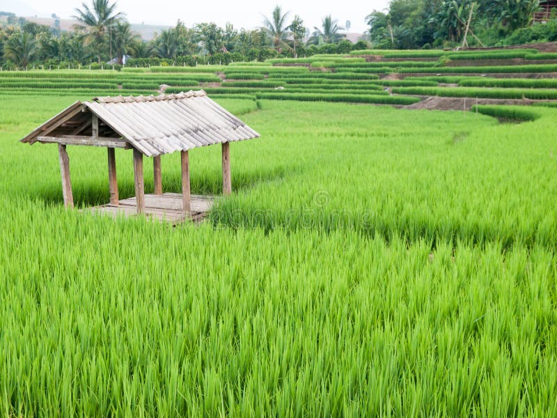Rice growth stock image. Image of duty, farmer, grain - 27220239