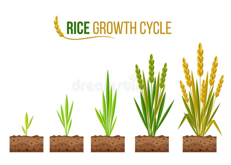 Rice Cycle Stock Illustrations – 128 Rice Cycle Stock Illustrations ...