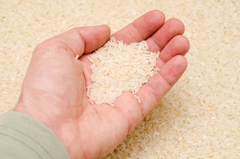 Rice in hand stock image. Image of rural, cereal, core - 19592267