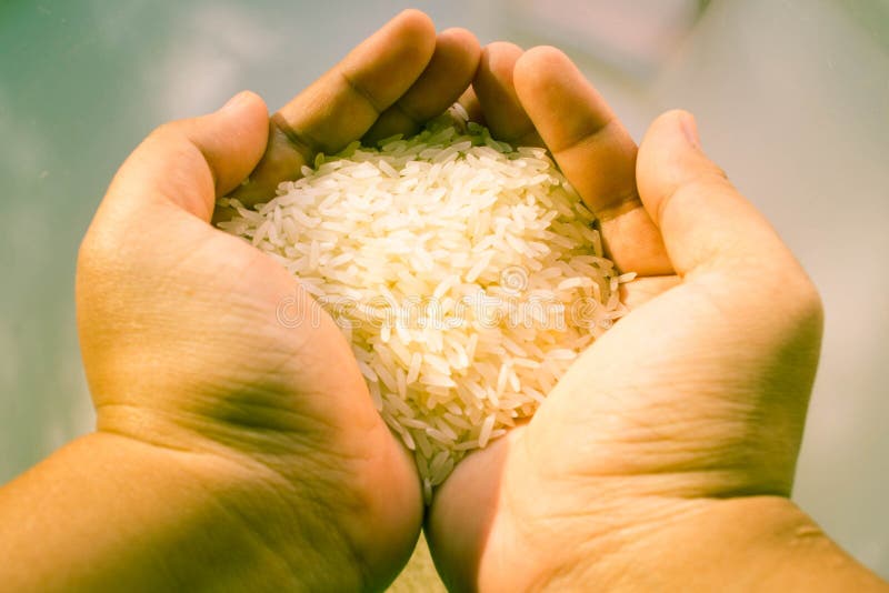 Rice in hand stock photo. Image of economic, grain, food - 55093856
