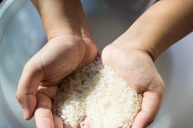Rice in hand stock photo. Image of asian, industry, asia - 55093880