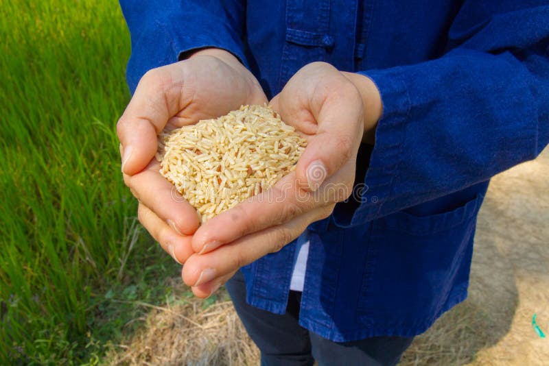 Rice on hand, brown rice stock photo. Image of cereal - 69341560