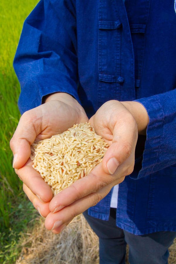 Rice on hand, brown rice stock photo. Image of ingredient - 69341652