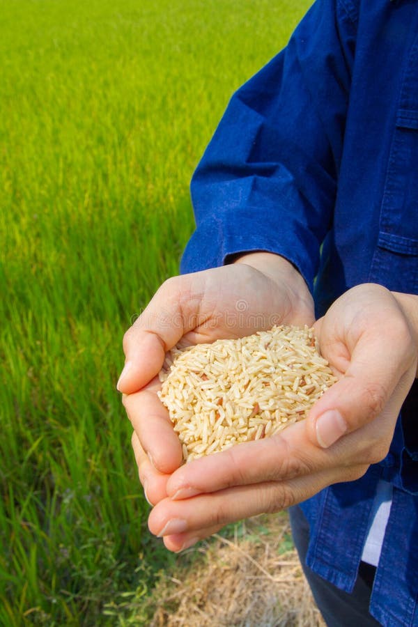 Rice on hand, brown rice stock photo. Image of natural - 69342148