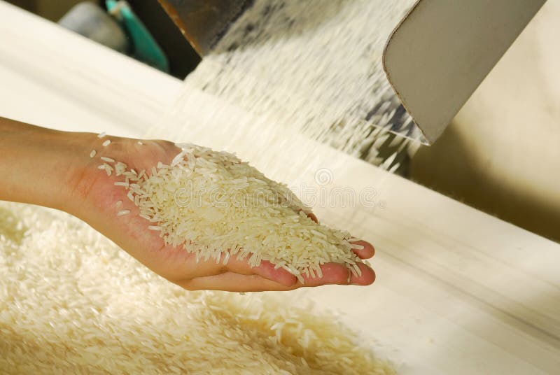Rice in hand stock photo. Image of agriculture, hand - 47391872