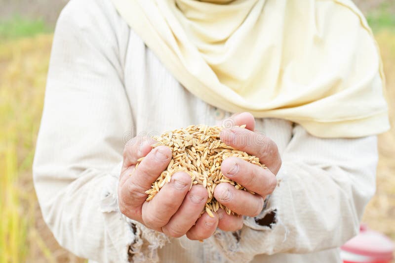 Rice on hand,farmer stock photo. Image of industry, culture - 35757128