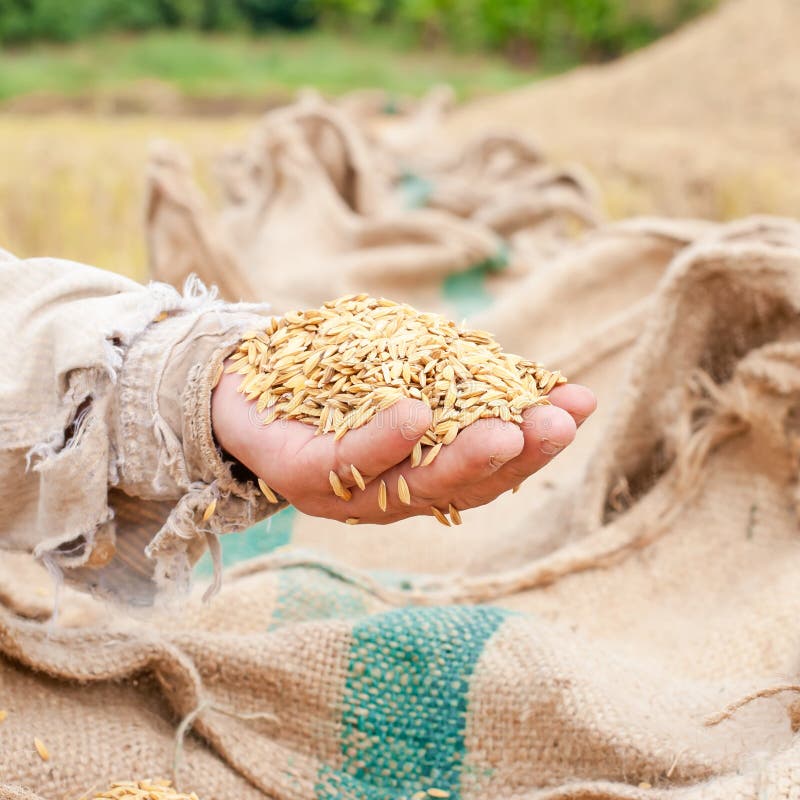 Rice on hand, farmer stock image. Image of crop, hunger - 39450043