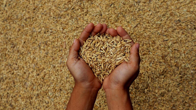 The Grain of Rice in the Hand Symbolizes Food Sustainability. Stock ...