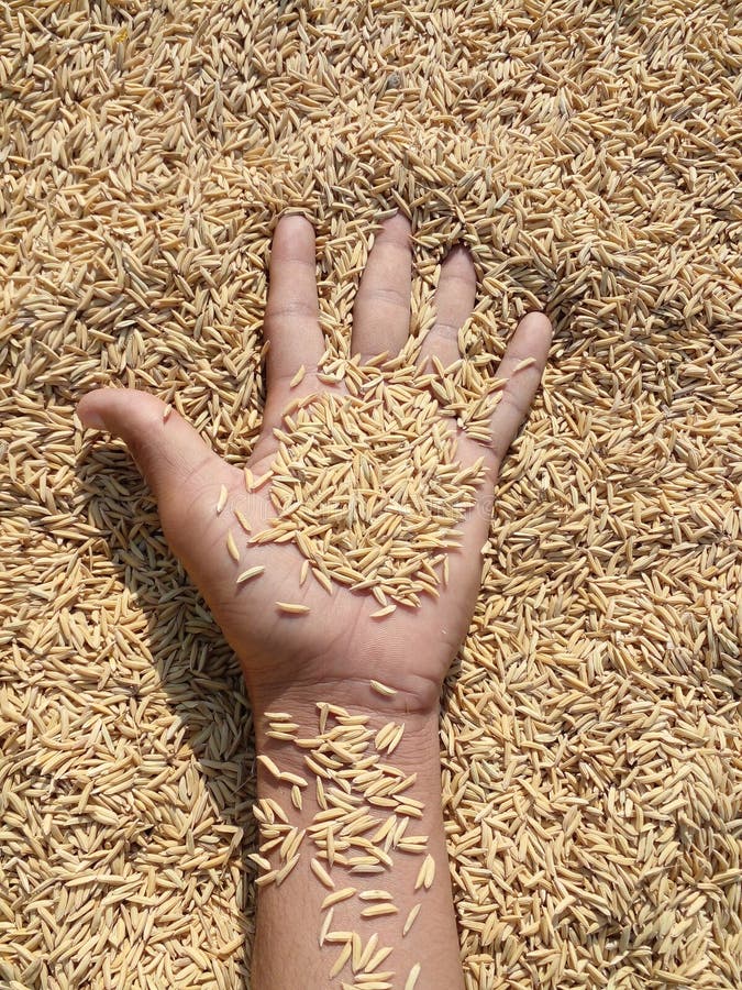 Rice and hand stock photo. Image of agriculture, limb - 233217558