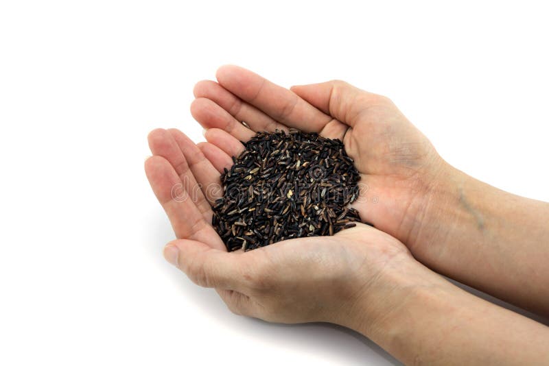 Rice in hand stock image. Image of keemun, staple, isolated - 40391583