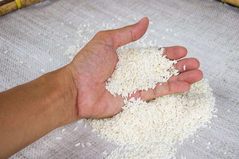 Rice on hand stock image. Image of grain, economic, culture - 40386217