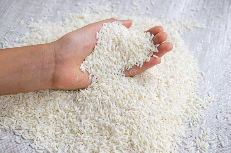 Rice on hand stock image. Image of gentle, economy, farming - 40386521