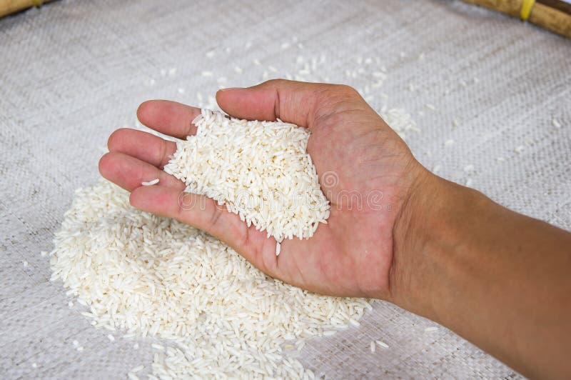 Rice on hand stock photo. Image of harvest, asian, closeup - 40386750