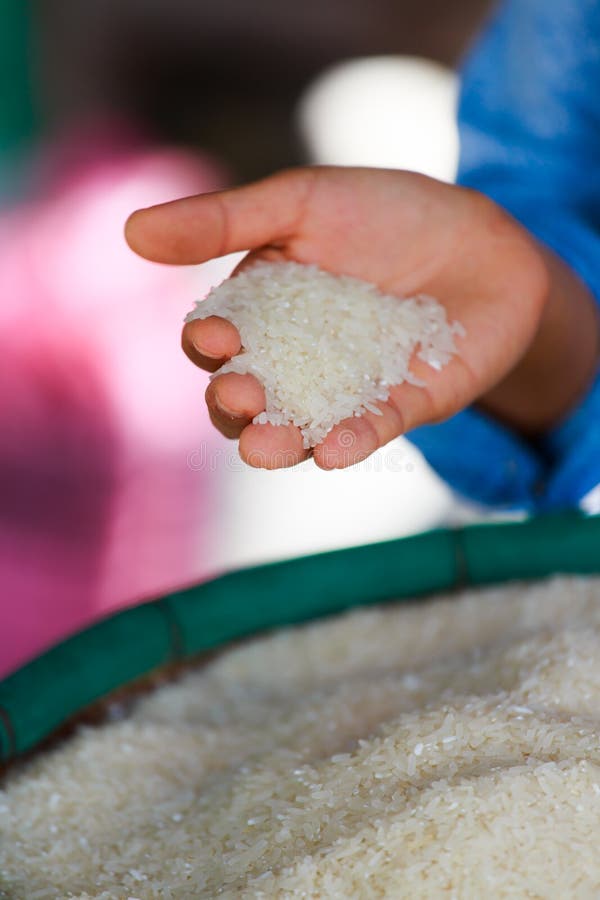 Hand dropping rice stock image. Image of life, global - 23805301