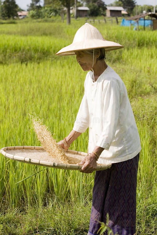 Rice Harvest stock image. Image of rural, agriculture - 4636767