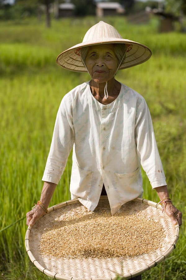 Rice Harvest Picture. Image: 4636739
