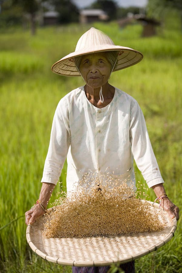 Rice Harvest stock photo. Image of shot, industry, foods - 4636684