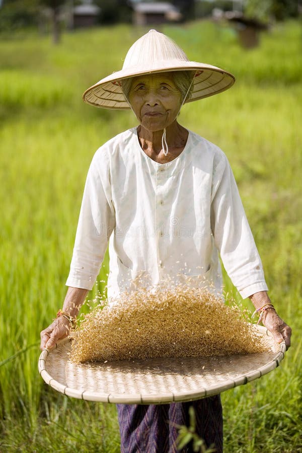 Rice Harvest stock photo. Image of shot, industry, foods - 4636684