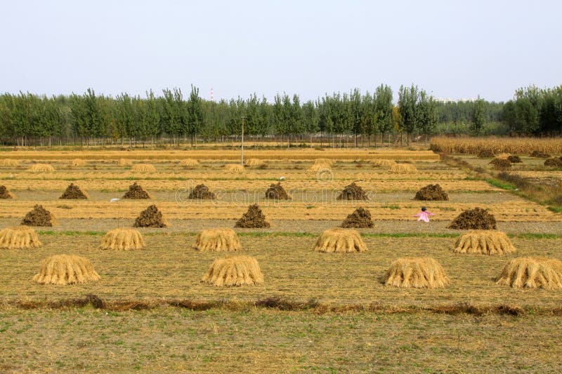 Rice after Harvest in Autumn Stock Image - Image of autumn, season ...
