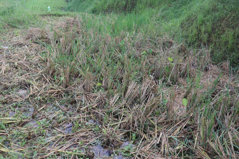Rice harvest bushes stock image. Image of agriculture - 276628473