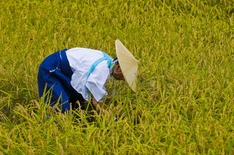 Rice harvest ceremony editorial stock image. Image of japanese - 13972309