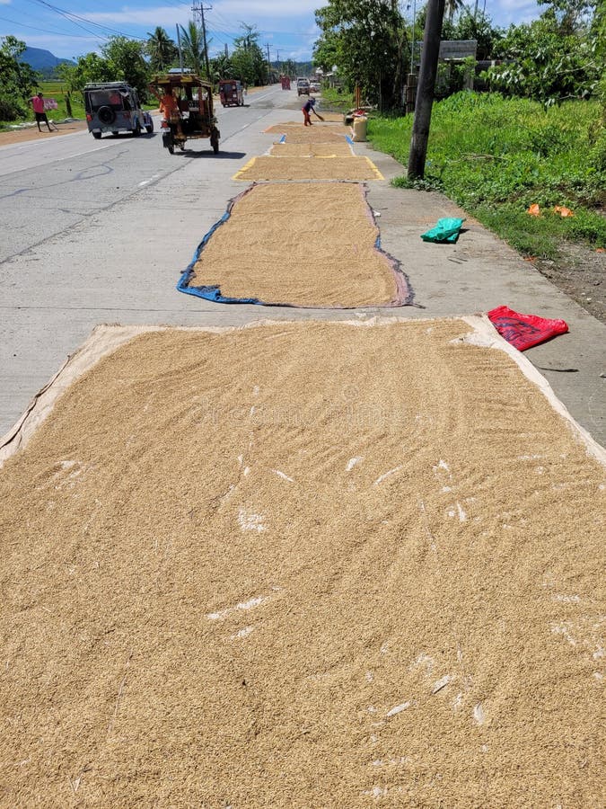 Rice Harvest Exposed To Sun for Drying Stock Image - Image of harvest ...