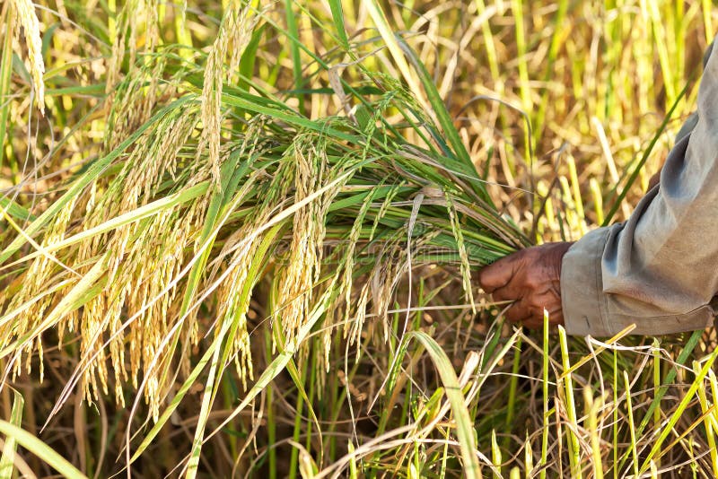 Rice harvest stock photo. Image of outdoor, sunlight - 46980692