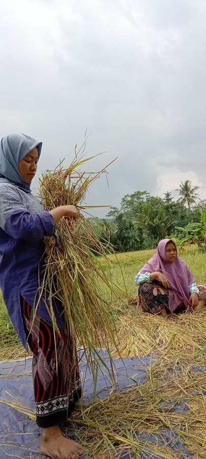 Rice harvest in the fields editorial photography. Image of prairie ...