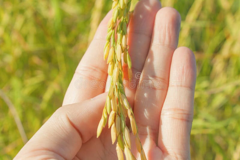 Rice harvest in hand stock image. Image of plant, farm - 46449261