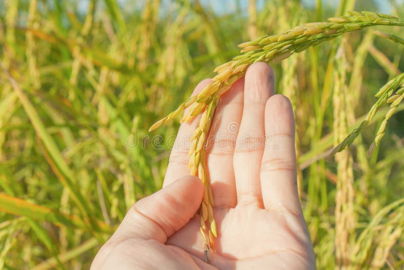 Rice harvest in hand stock photo. Image of crop, growth - 46449268