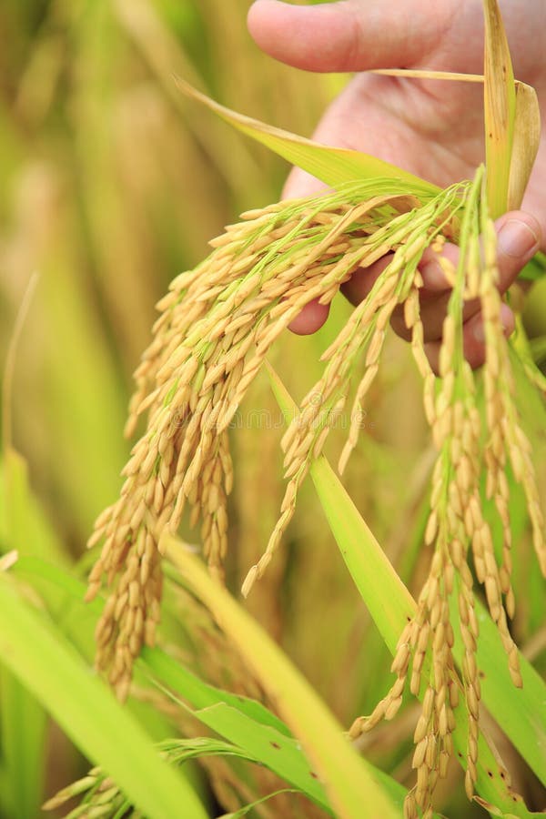 Rice harvest stock photo. Image of garden, outdoor, nature - 33016870