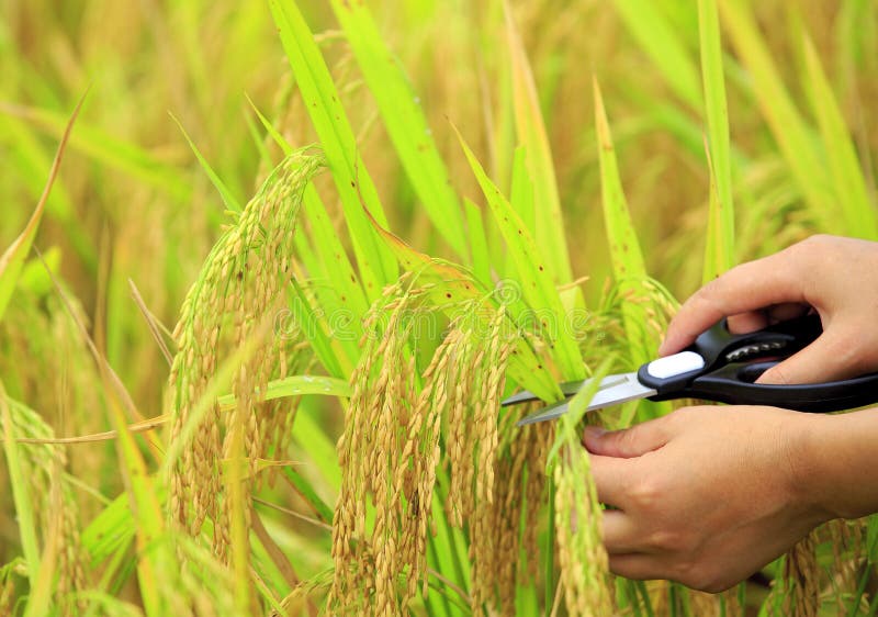 Rice grain harvest stock image. Image of asian, growing - 33228131