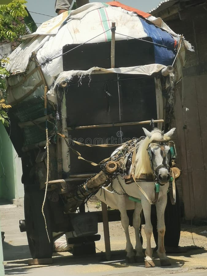 Rice harvest with horse editorial stock photo. Image of horse - 202609073