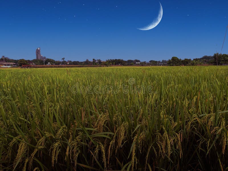 Rice Harvest Night Happy Farmer Stock Image - Image of soil, horizon ...