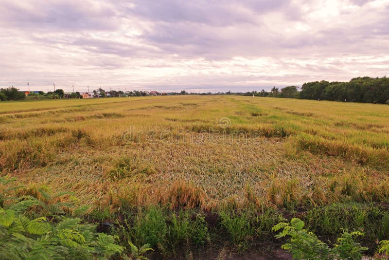 Rice at Harvest Period Collapse from Windy Stock Photo - Image of field ...