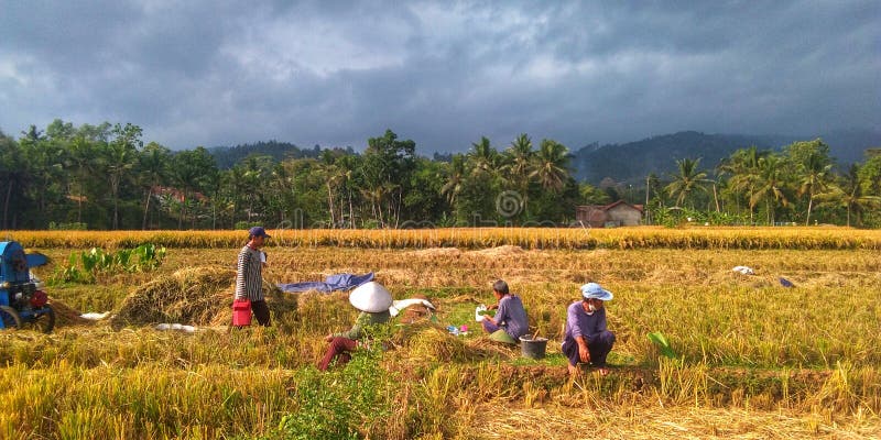 Rice Harvest Procession of Farmers in the Village 7 Editorial Image ...