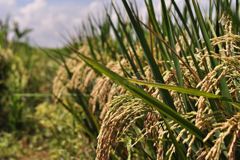 The Rice Harvest Season in Early Summer in the Java Stock Photo - Image ...