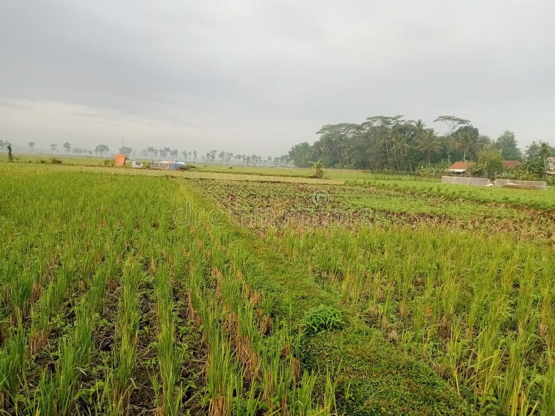 After the Rice Harvest Season is Over Stock Image - Image of season ...
