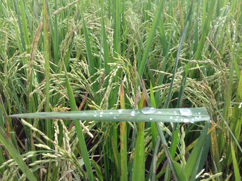 The Rice Harvest Season Will Arrive Farmers Rejoice Stock Image - Image ...